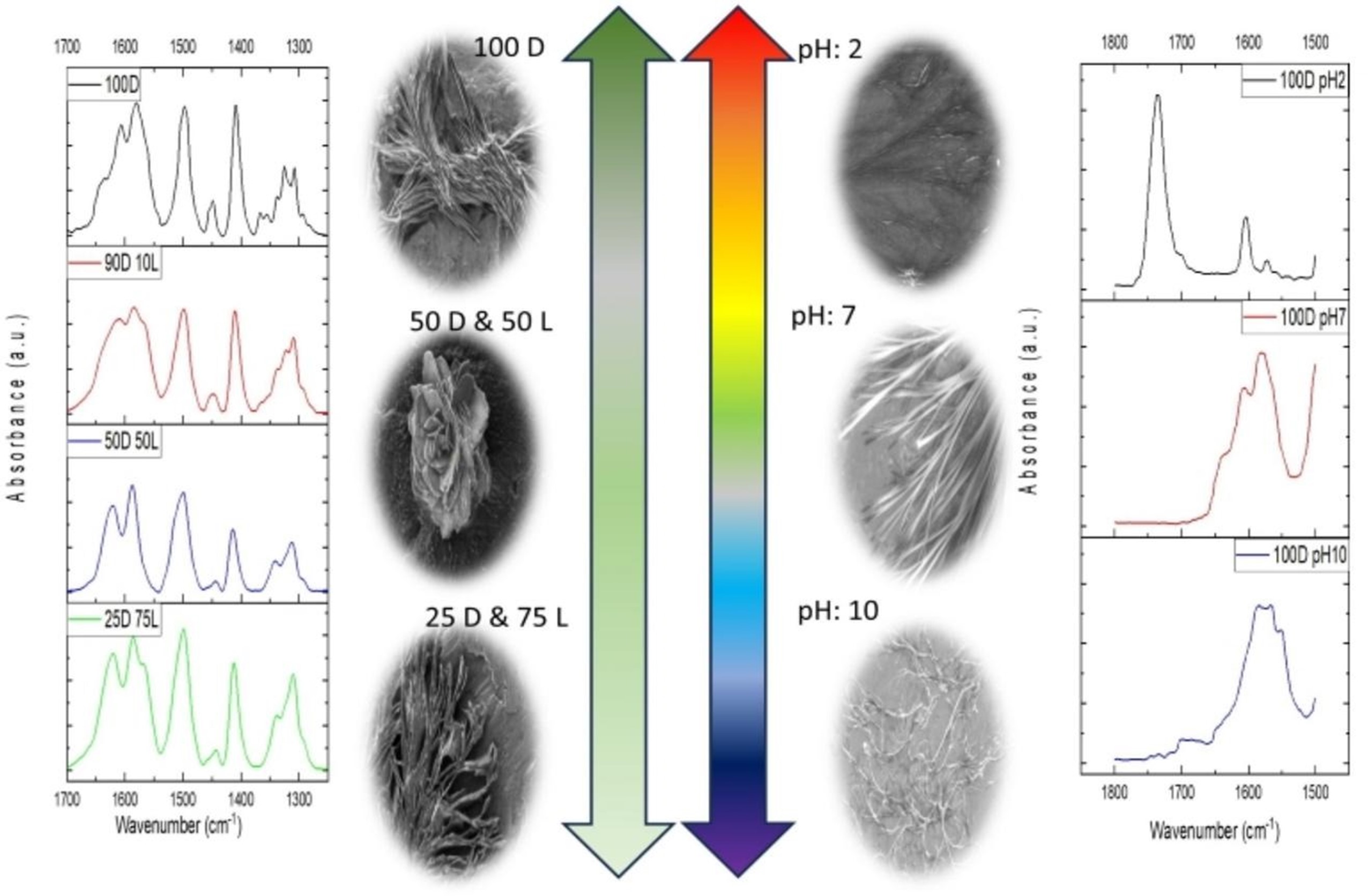 Unraveling phenylalanine’s toxic fibril formation: Insights from ...